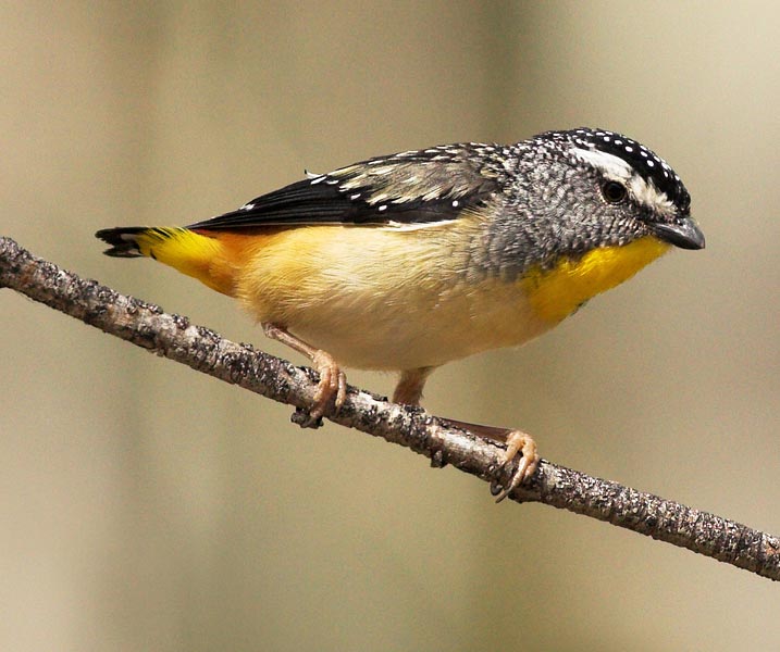 Spotted Pardalote - Canberra Birds